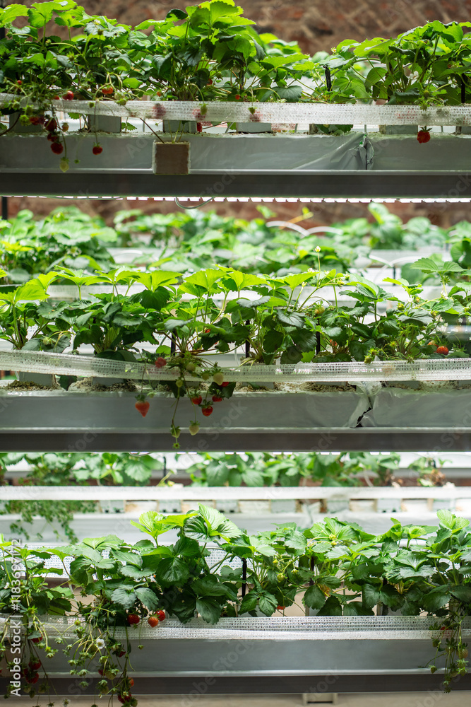 Racks of strawberry cultivation in greenhouse using drip irrigation ...