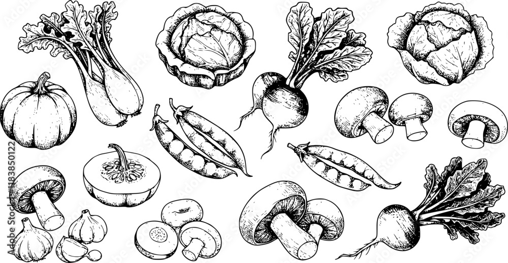 Vegetables set hand drawn vintage vector sketch drawing. draft ...