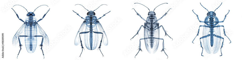 Transparent Beetle Exoskeleton Anatomy Macro X Ray Nature Wildlife ...
