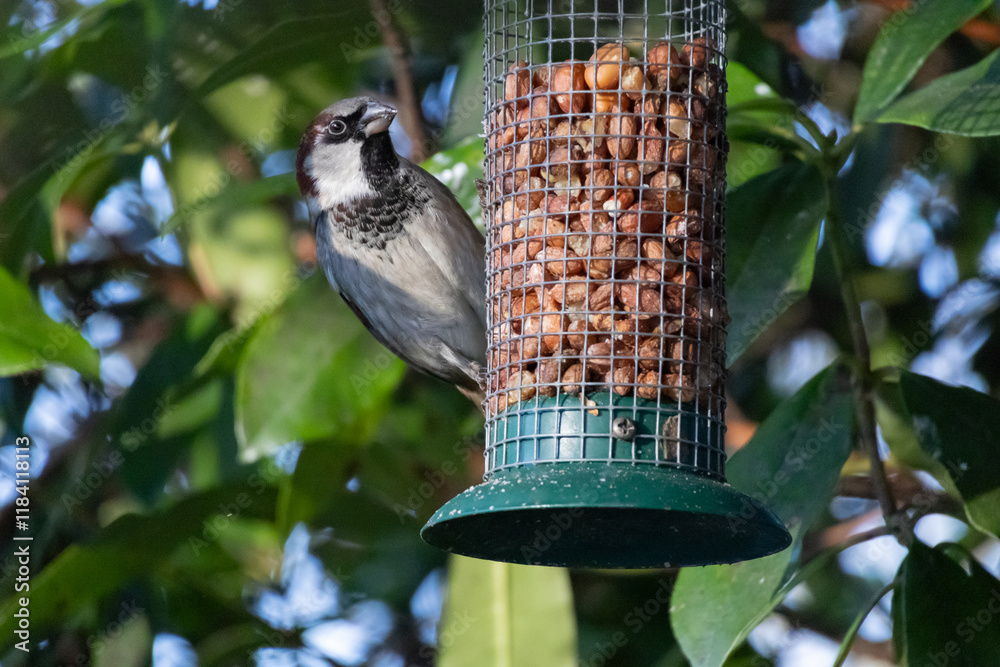 Surprised Sparrow. Small bird. The bird hanging on the bird feeder cage ...