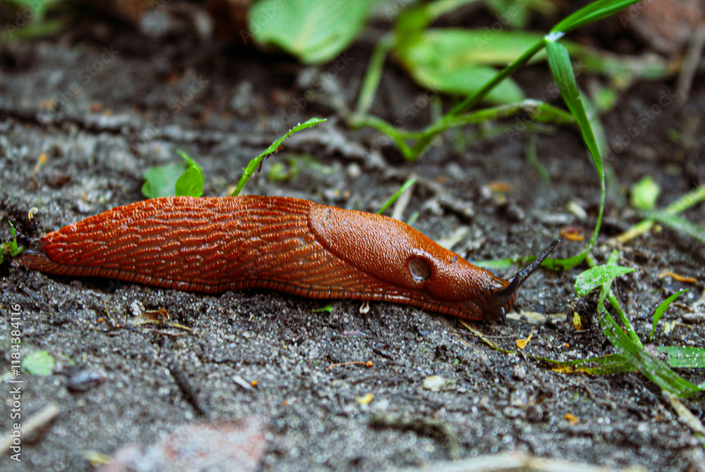 Red slug, Arion rufus, along the way. It is also known as the large red ...