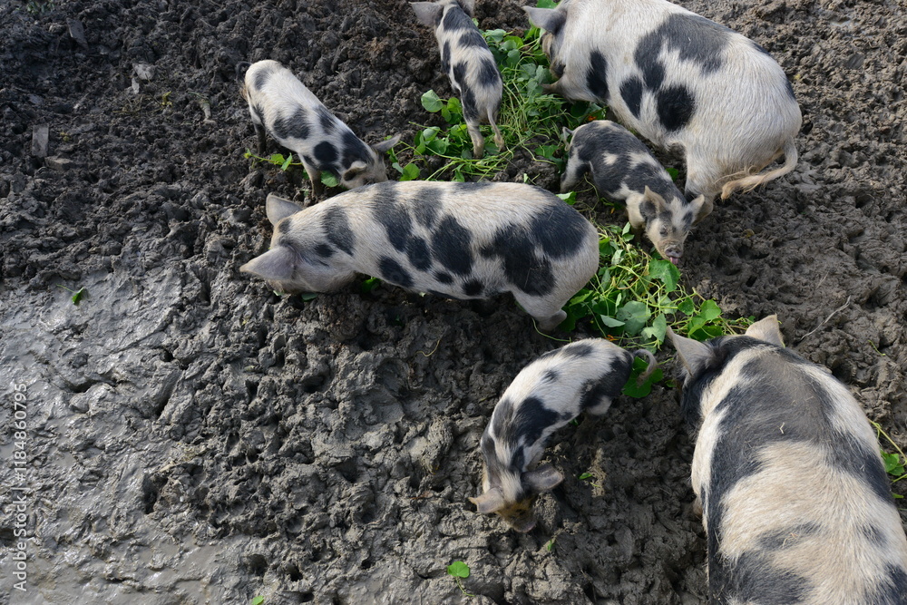 Authentic, unedited documentary photograph of Kunekune pigs (Sus scrofa ...