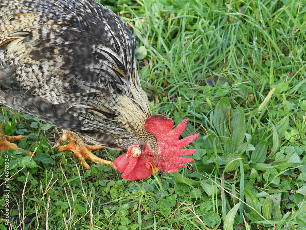 Authentic, unedited documentary photograph of a speckled rooster in ...