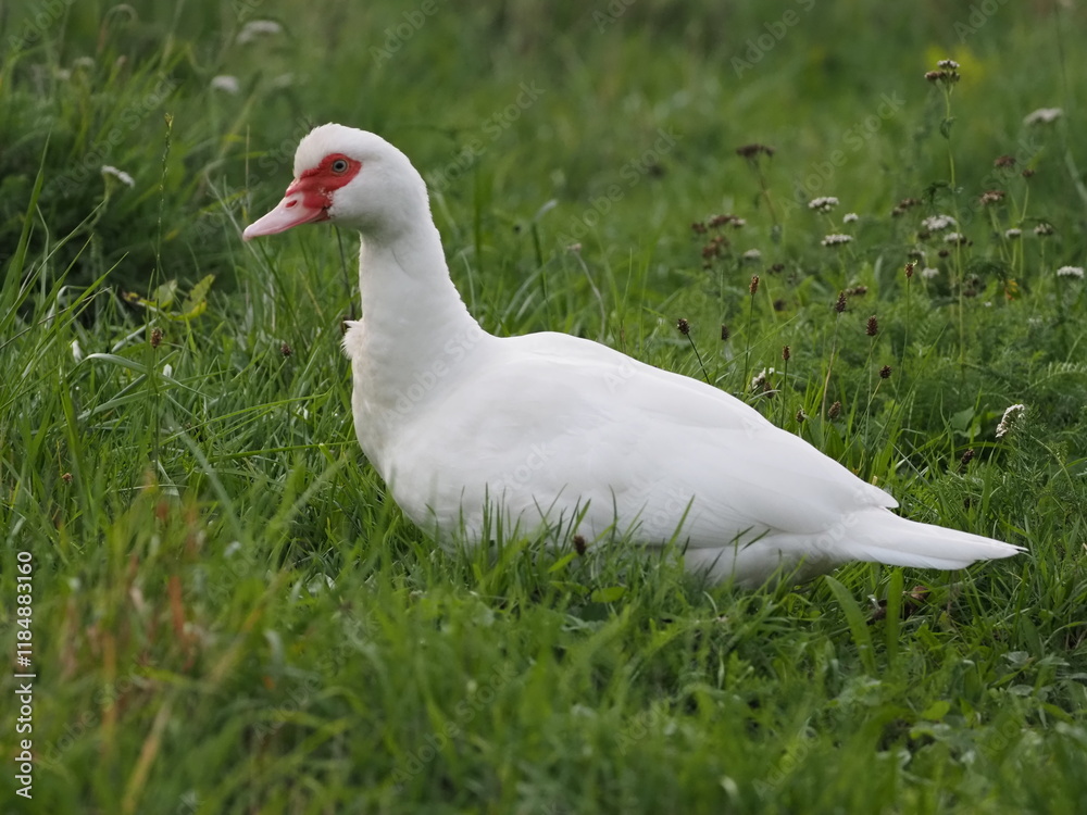 Authentic, unedited documentary photographs of Muscovy ducks (Cairina ...
