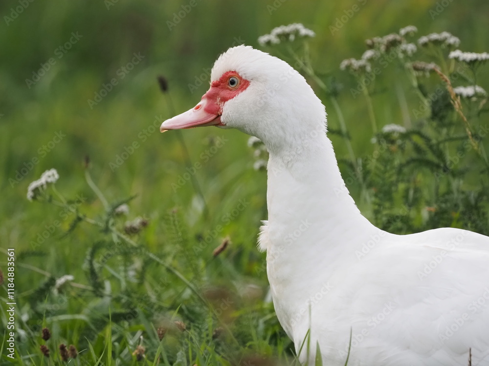 Authentic, unedited documentary photographs of Muscovy ducks (Cairina ...