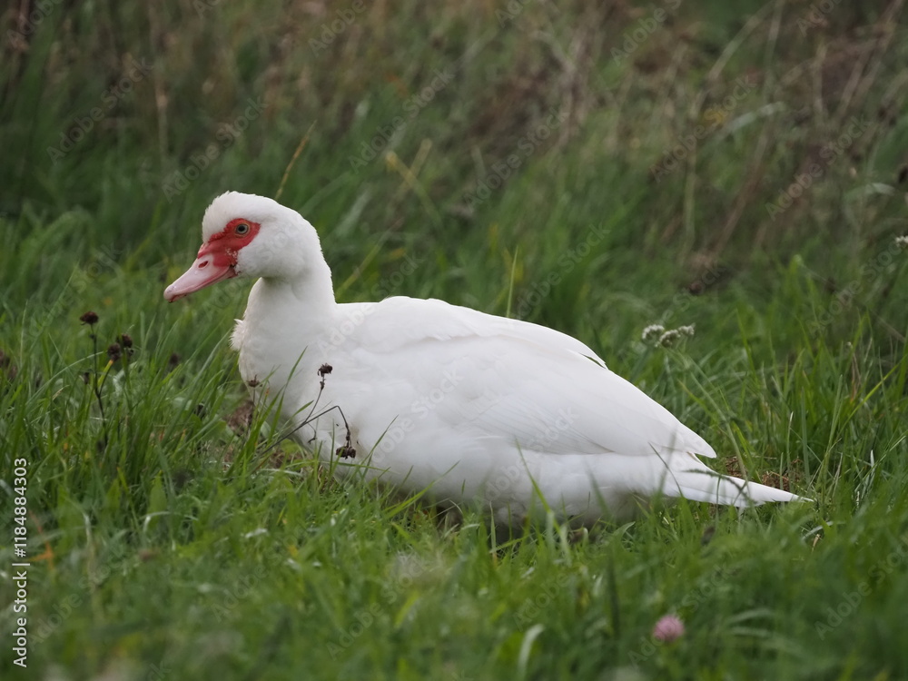 Authentic, unedited documentary photographs of Muscovy ducks (Cairina ...