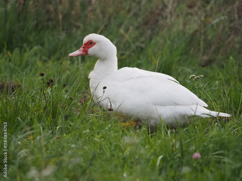 Authentic, unedited documentary photographs of Muscovy ducks (Cairina ...