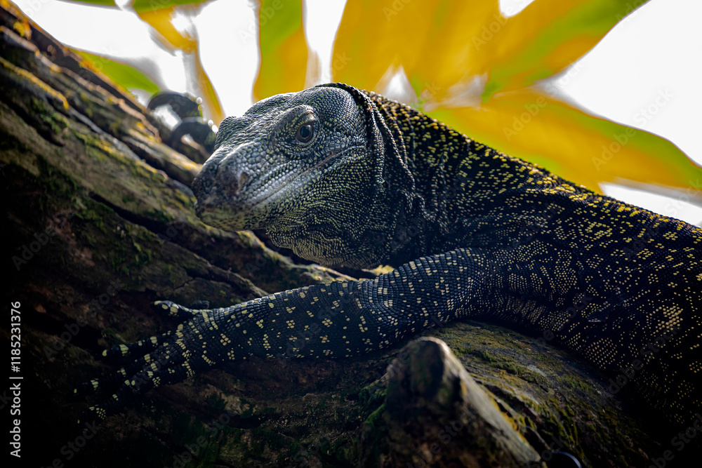 Salvadori's monitor (Varanus salvadorii) is one of the longest lizards ...