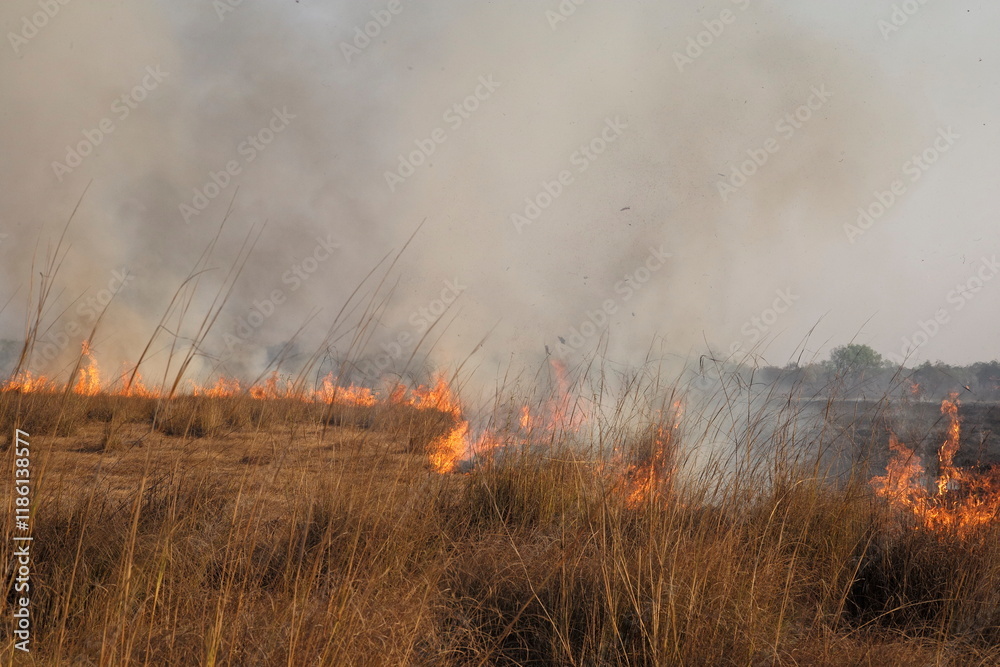 Raging Wildfire in Africa, a Bushfire laid by poachers, wild bushfire ...