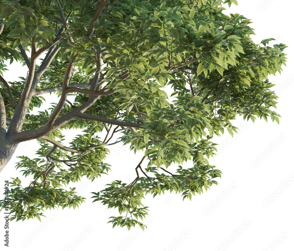 Celtis sinensis tree corner 4k png cutout isolate Stock Photo | Adobe Stock