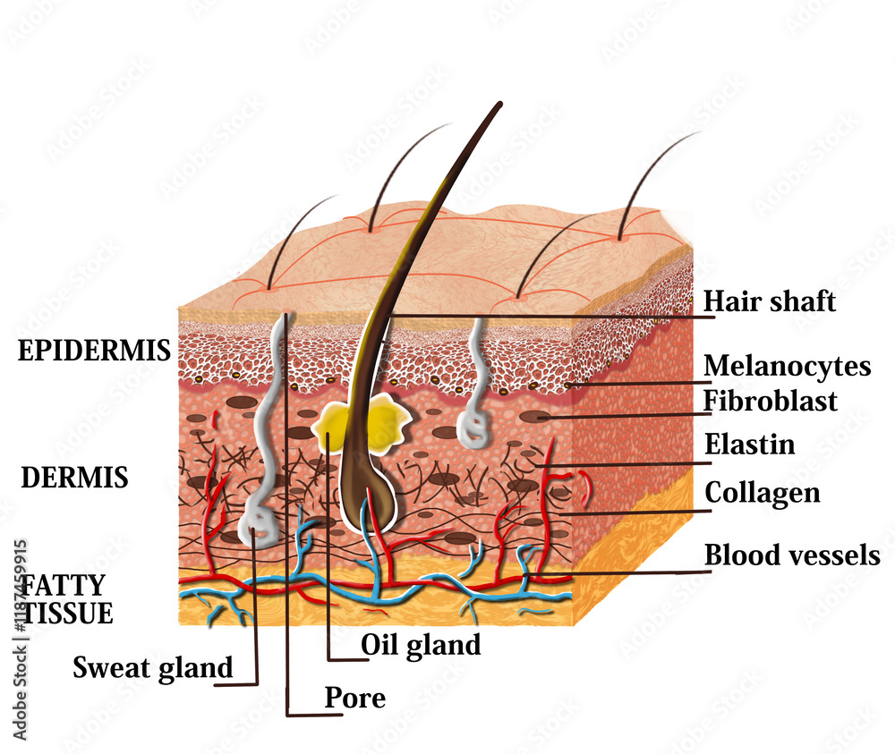 Skin anatomy diagram with description. Illustration of skin cross ...