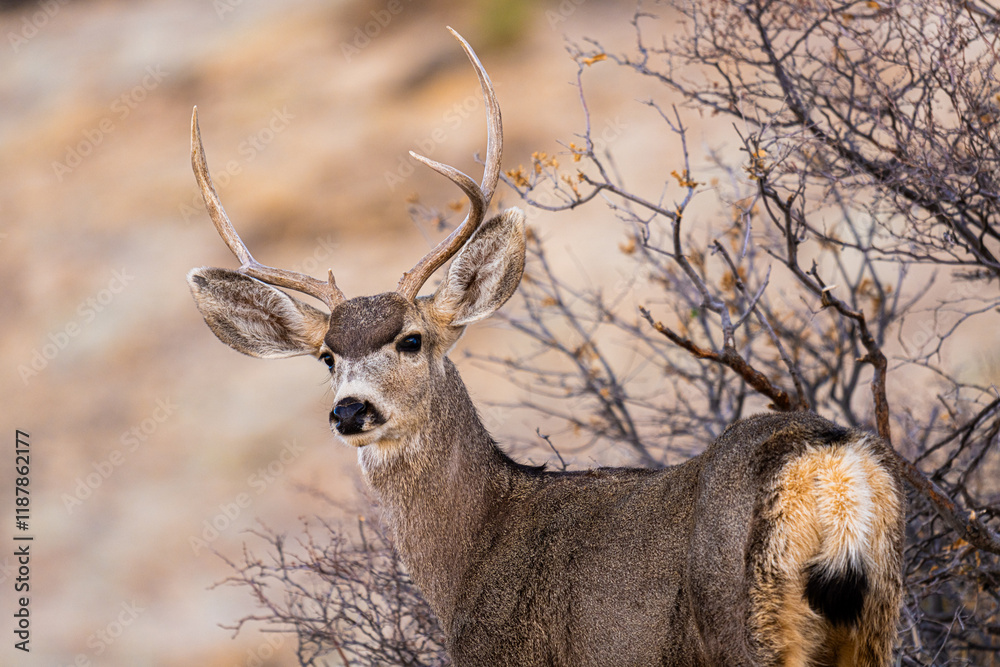 Venado en el desierto de México, Bura Stock Photo | Adobe Stock