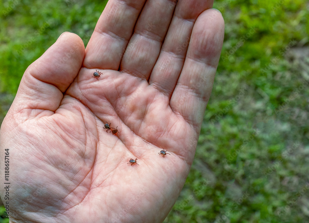 Tick Ixodes ricinus on the palm of a person. Ixodes ricinus. A ...