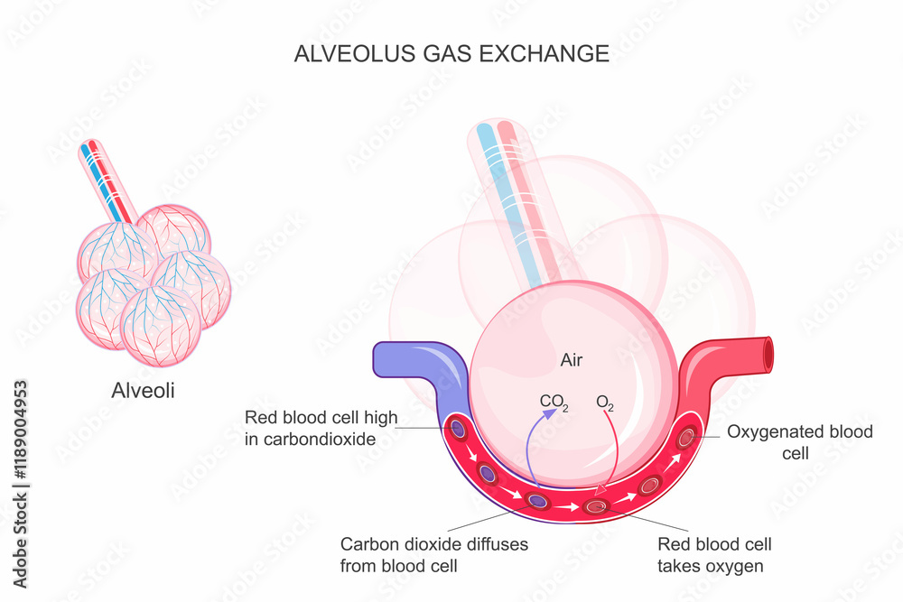 Alveolus gas exchange occurs as oxygen diffuses into blood and carbon ...
