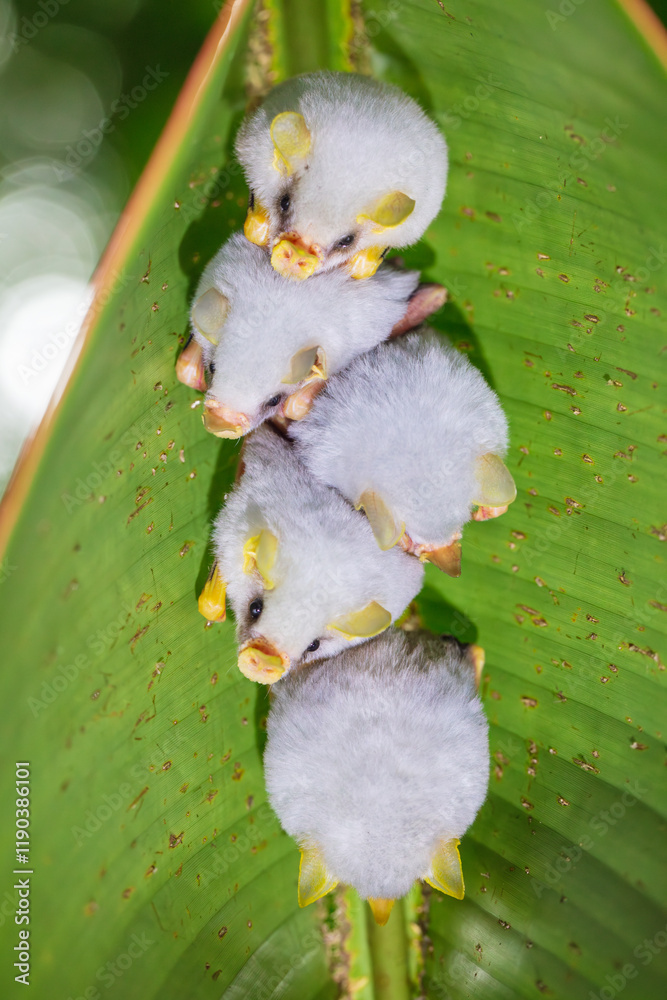 Honduran white bat (Ectophylla alba), also called the Caribbean white ...