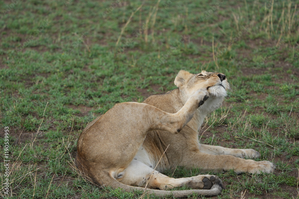 female lion lioness scratching her face with her back paw in the ...