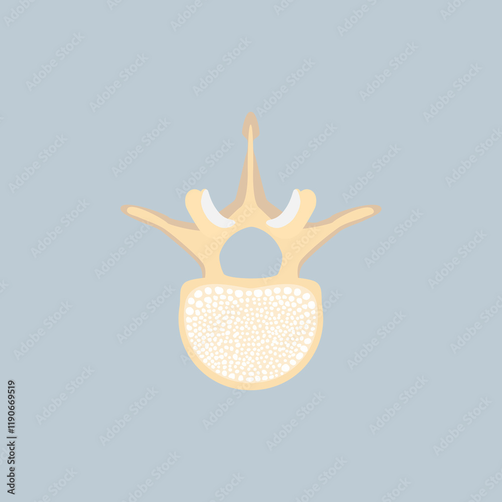 anatomy of lumbar vertebrae upper side view, human bone, internal ...