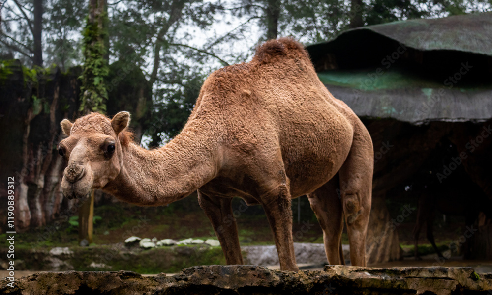 Camel or Camelus, known as a mammals that have humps on its back Stock ...
