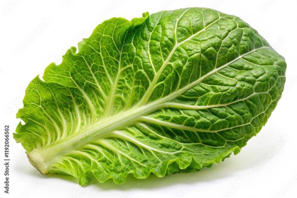 Isolated PNG image of a vibrant green cos lettuce leaf; ideal for fresh ...