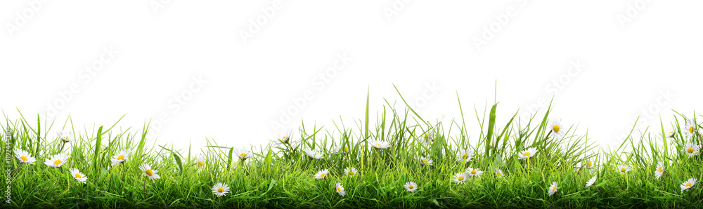 A vibrant, fresh spring green grass lawn edge border, adorned with ...