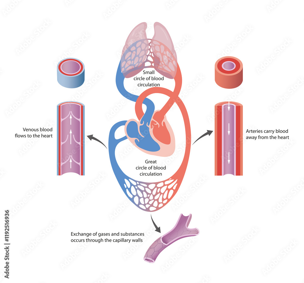 Blood Vessels: Types, Anatomy, Function Stock Illustration | Adobe Stock