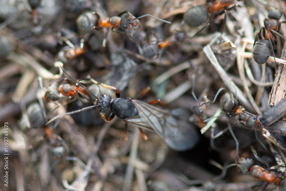 Colony of wood ants (Formica rufa), winged female queen close-up ...