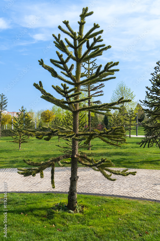 Group of Araucaria araucana, monkey puzzle tree, monkey tail tree, or ...
