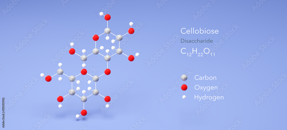 cellobiose molecule, molecular structure, disaccharide, 3d model ...
