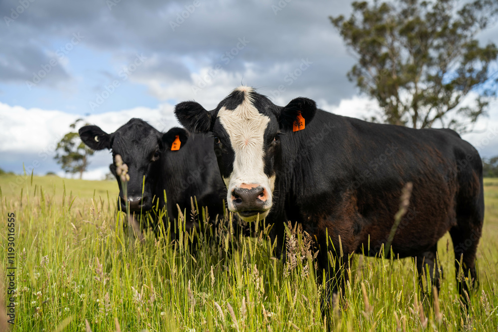 beautiful fat healthy cattle in Australia eating grass, grazing on ...