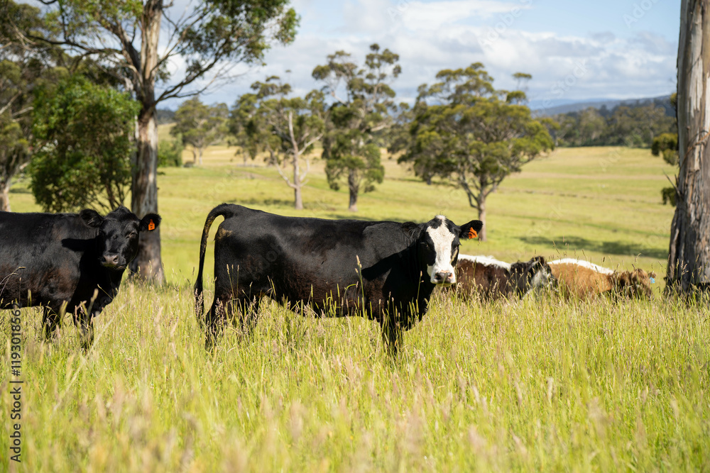 beautiful fat healthy cattle in Australia eating grass, grazing on ...
