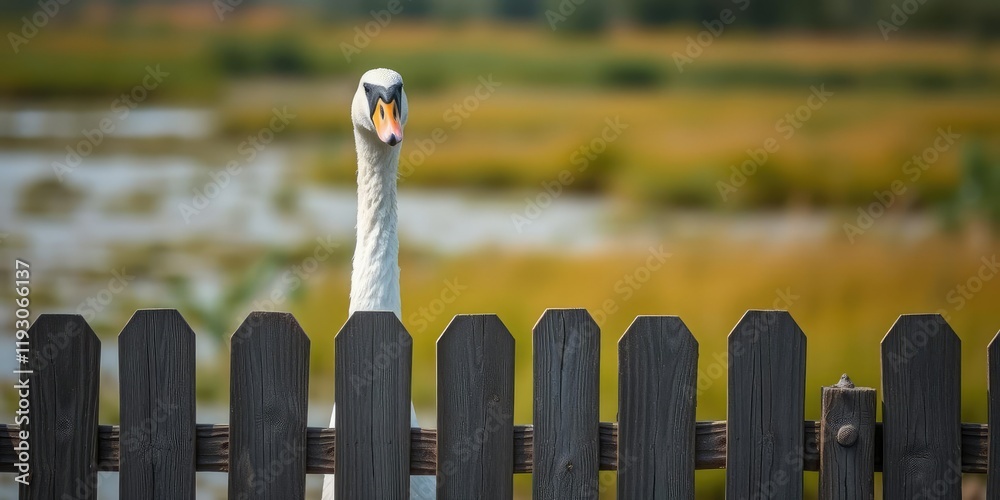 A coscoroba swan peers over the top of a low wooden fence, its gaze ...