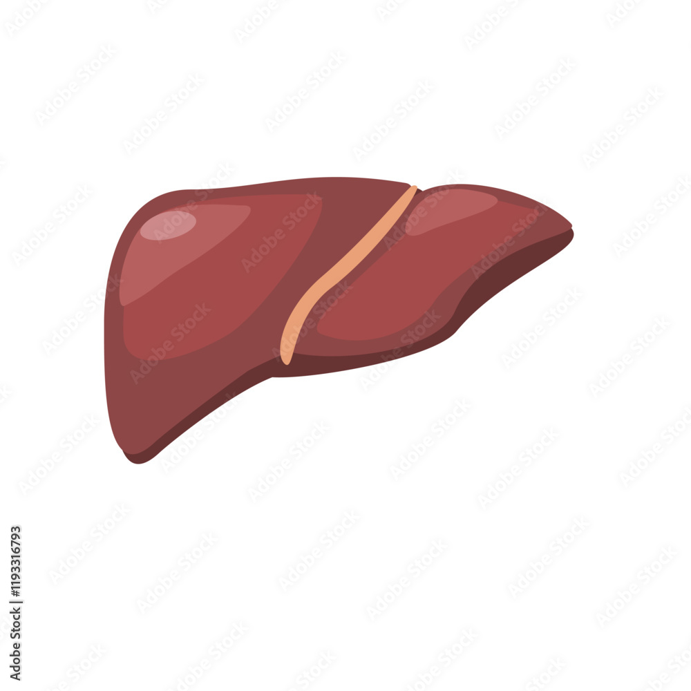 Realistis liver anatomi structure. Vector hepatic system organ ...
