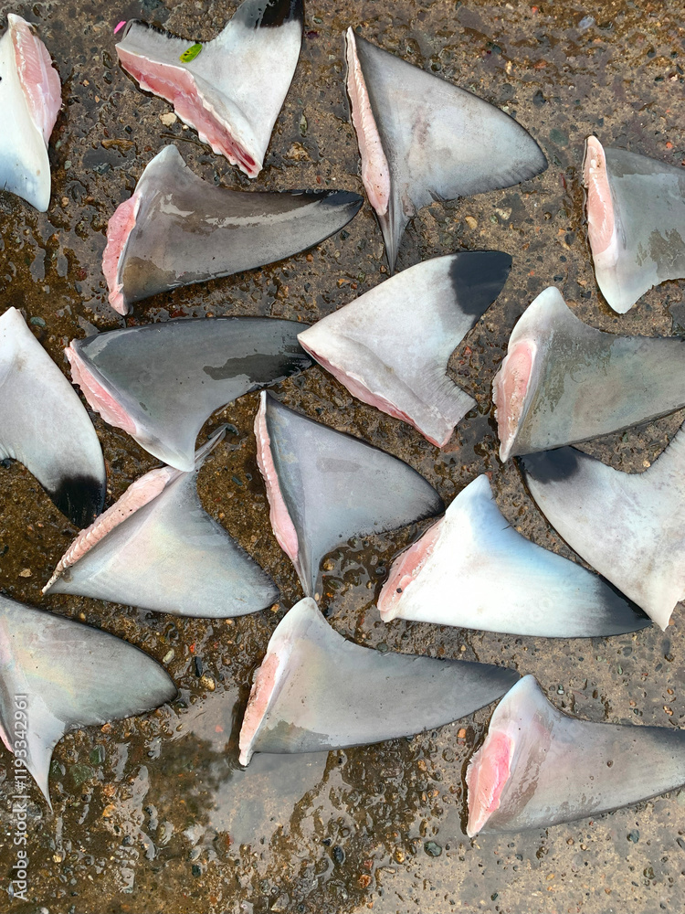 collection of shark fins ready for export to japan, thailand, dubai and ...