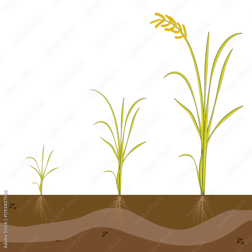 Rice plant growth stages. Cereal grain. Ripening period steps ...