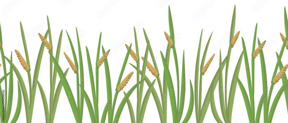 seamless pattern with muskrat root, Acorus calamus, vector drawing wild ...