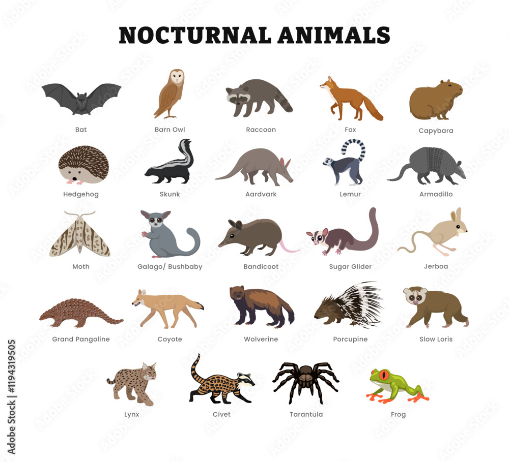 Set of different types of nocturnal animal collection for education ...