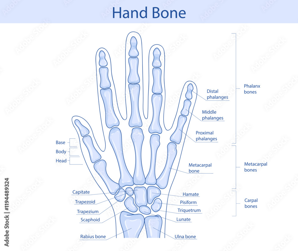 Anatomy of the bones of the hand and wrist. Vector medical illustration ...