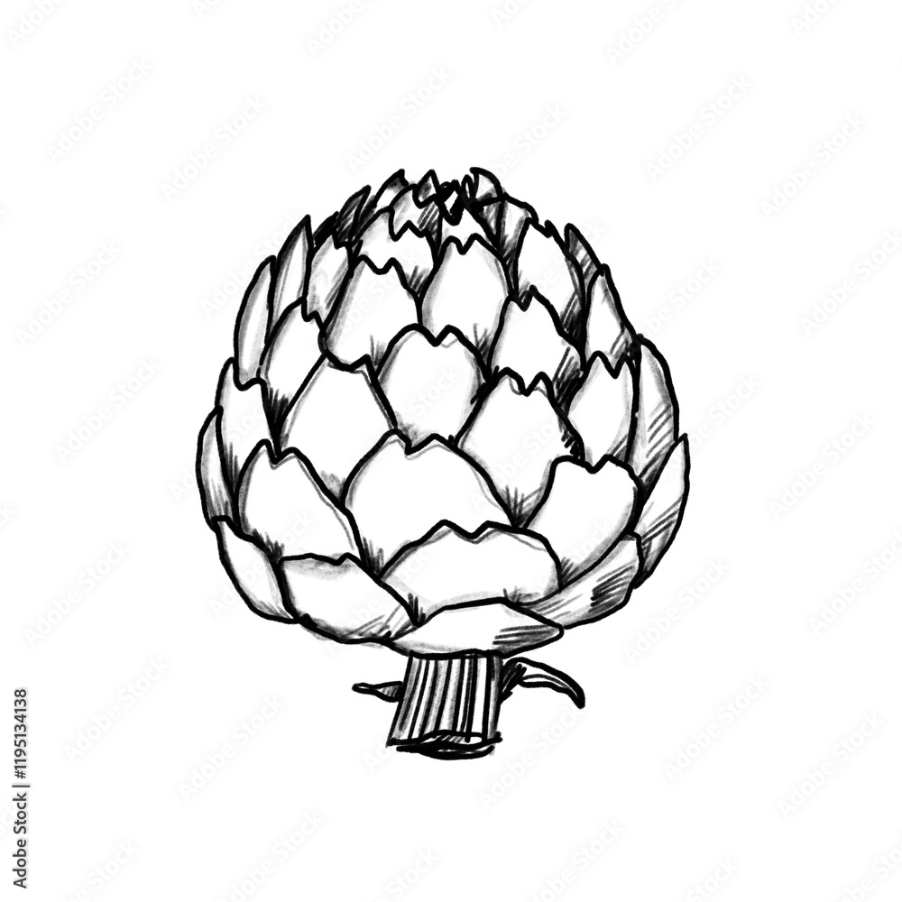 Artichoke, Vegetables, Hand-drawn pencil/colored pencil drawing, Sketch ...