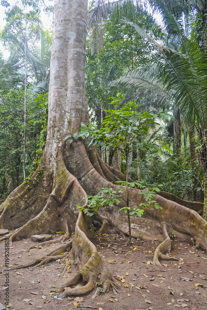 Fotografías de la flora y fauna de la reserva de Tambopata en Madre de ...