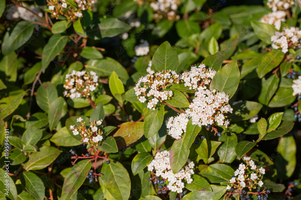 Viburnum tinus, laurustinus, laurustine or laurestine is a species of flowering plant in the ...