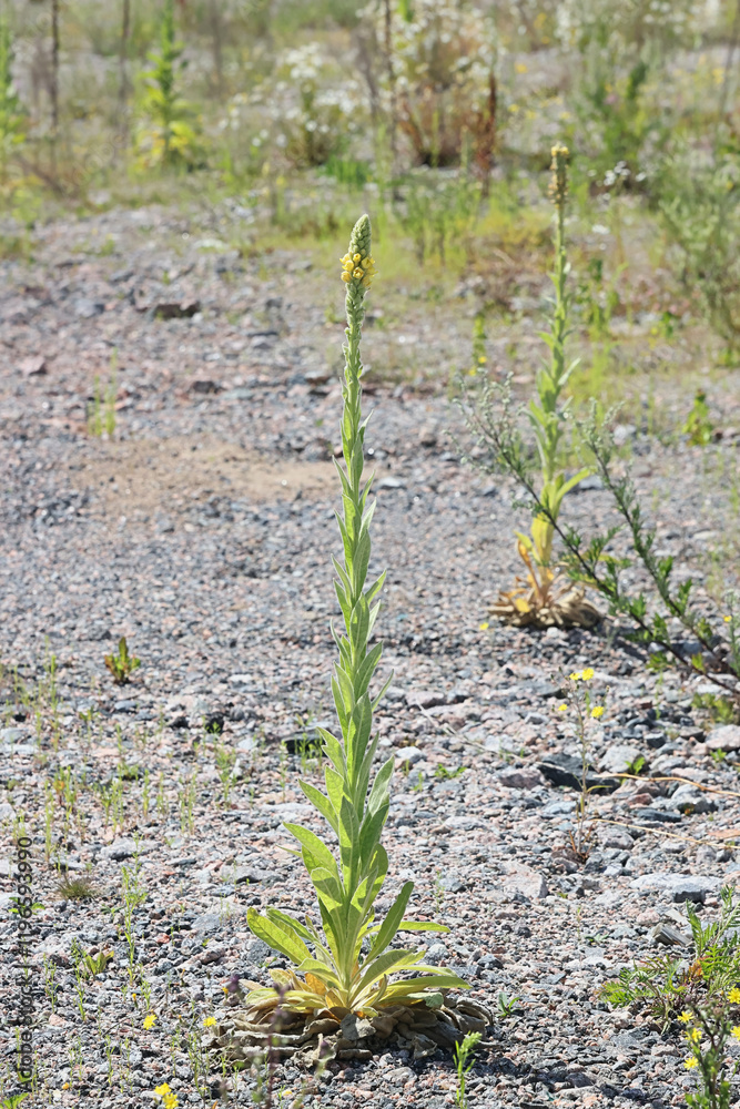 Verbascum thapsus, commonly known as Great Mullein, Aaron’s rod or ...