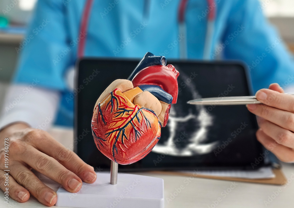Cardiologist explains heart anatomy using model and ultrasound Stock ...