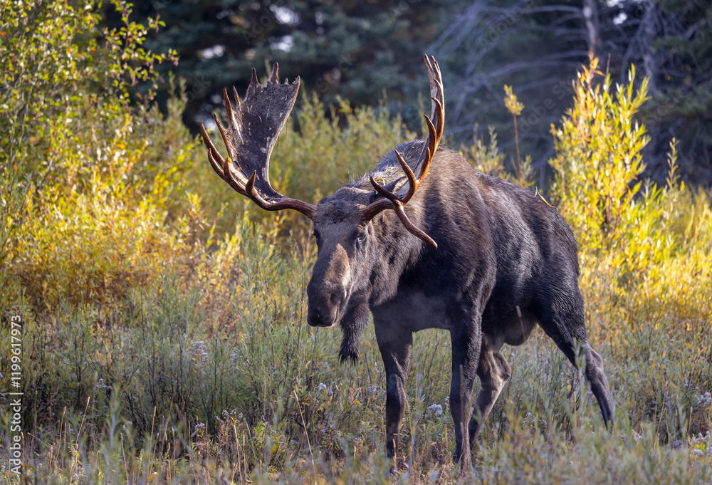 Bull Shiras Moose Rutting in Autumn in Grand Teton National Park ...