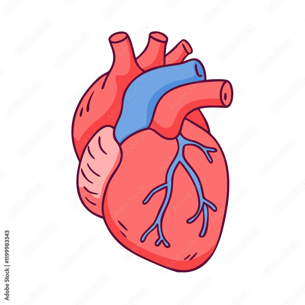 realistic human heart icon, realistic human heart vector illustration ...