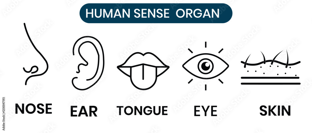 Human senses organ icon, vector set. Five senses vector, icon set ...