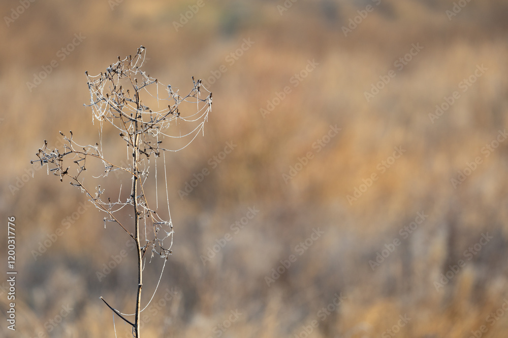 Frosty cobwebs hang from the bare branches and old seed heads of a tall ...