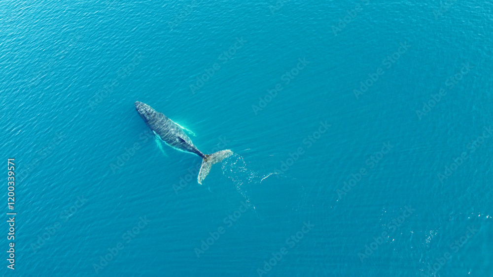 Aerial view of humpback whales diving in the ocean with blue water ...