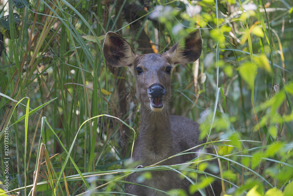 Sambar Deer (Rusa unicolor) in jungle. The sambar is a large deer ...