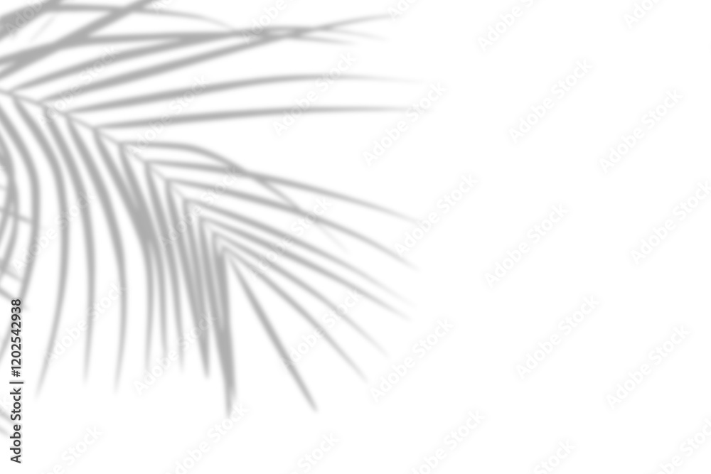 Realistic palm tree shadow on white background. Tropical palm tree ...