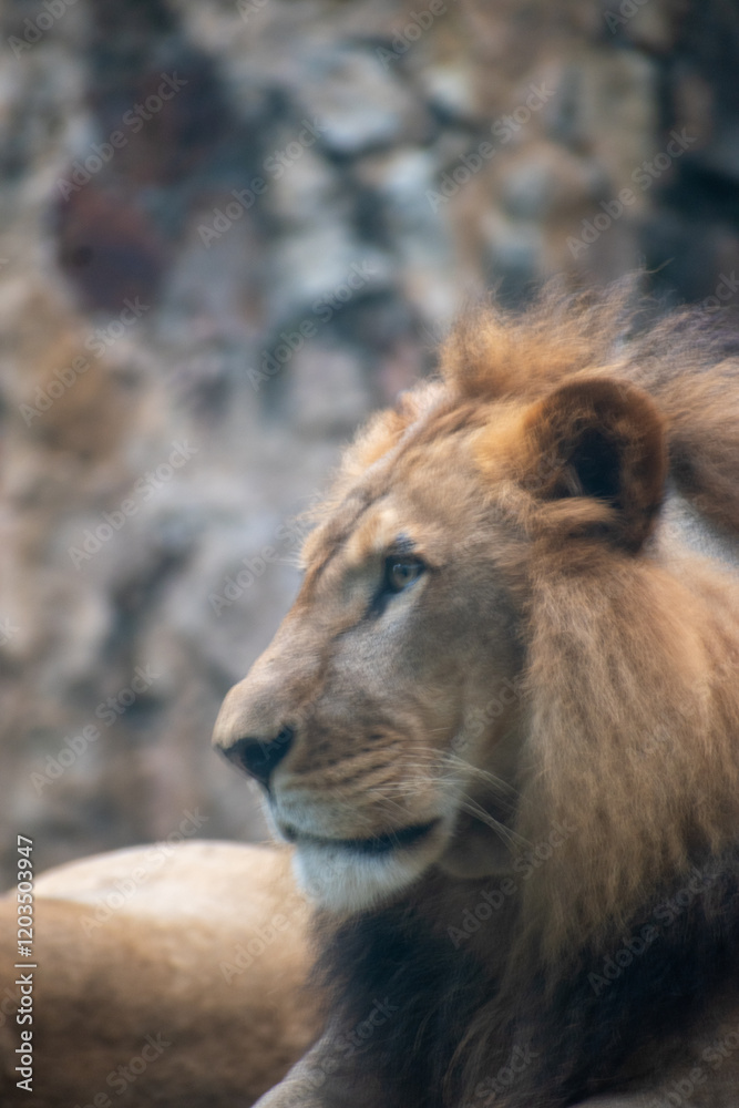 El león (Panthera leo) es un mamífero carnívoro de la familia de los ...